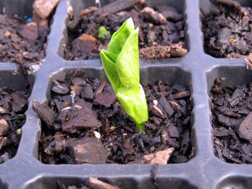 Broad Beans: How to Grow - Rediscover Modern Homesteading