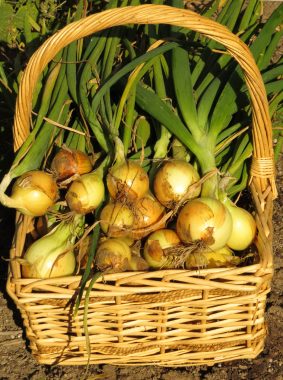 Onions: Stringing for Storage - Rediscover Modern Homesteading