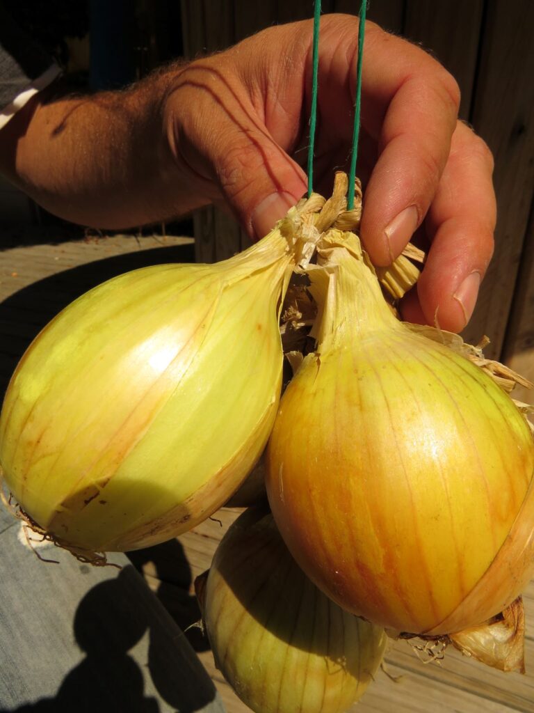 Onions: Stringing for Storage - Rediscover Modern Homesteading