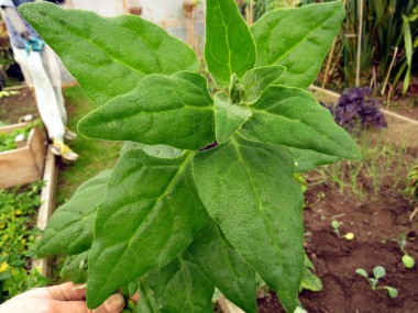 Native Spinach - Rediscover Modern Homesteading