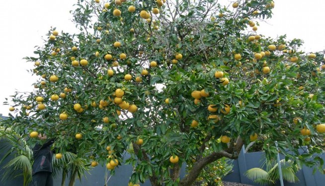 Community Fruit Harvesting - Rediscover Modern Homesteading