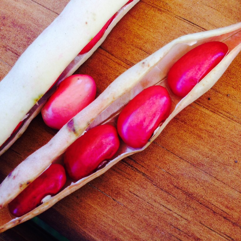 Shelling Beans - Rediscover Modern Homesteading
