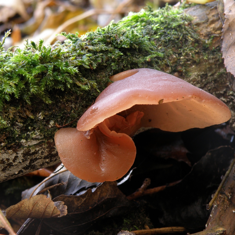 Foraging for native edibles in the Pirongia Forest | Rediscover