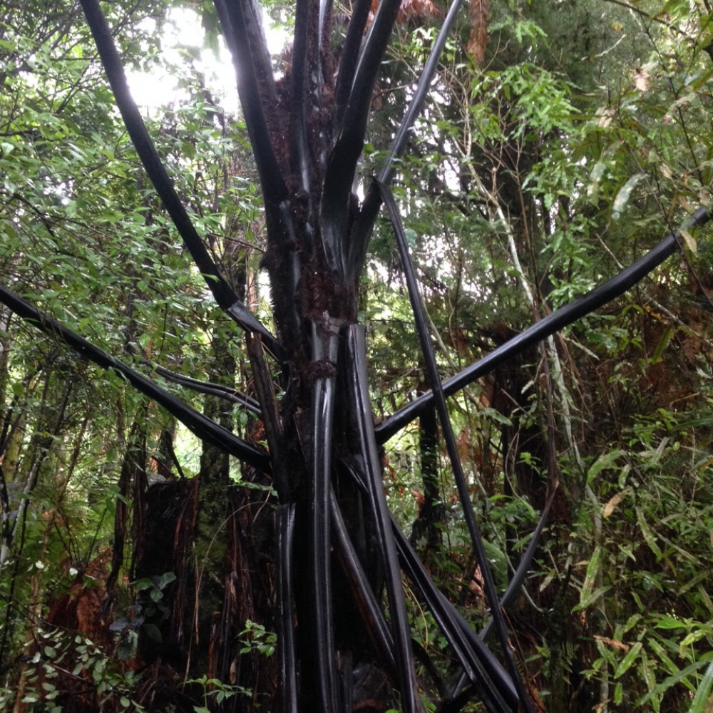 Foraging for native edibles in the Pirongia Forest | Rediscover