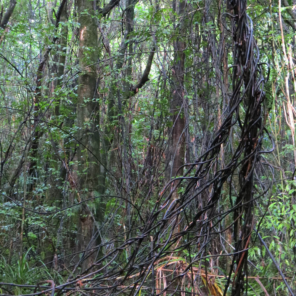 Foraging for native edibles in the Pirongia Forest | Rediscover