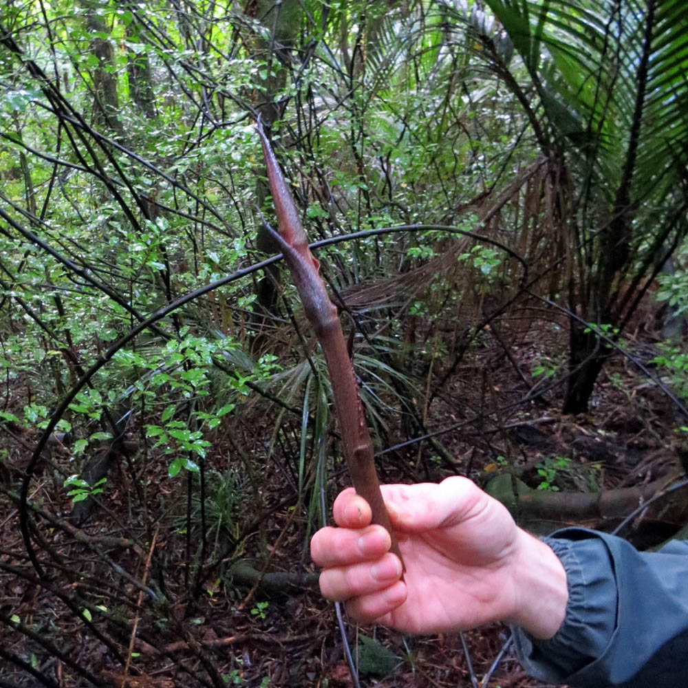 Foraging for native edibles in the Pirongia Forest | Rediscover