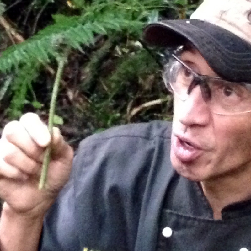 Foraging for native edibles in the Pirongia Forest | Rediscover