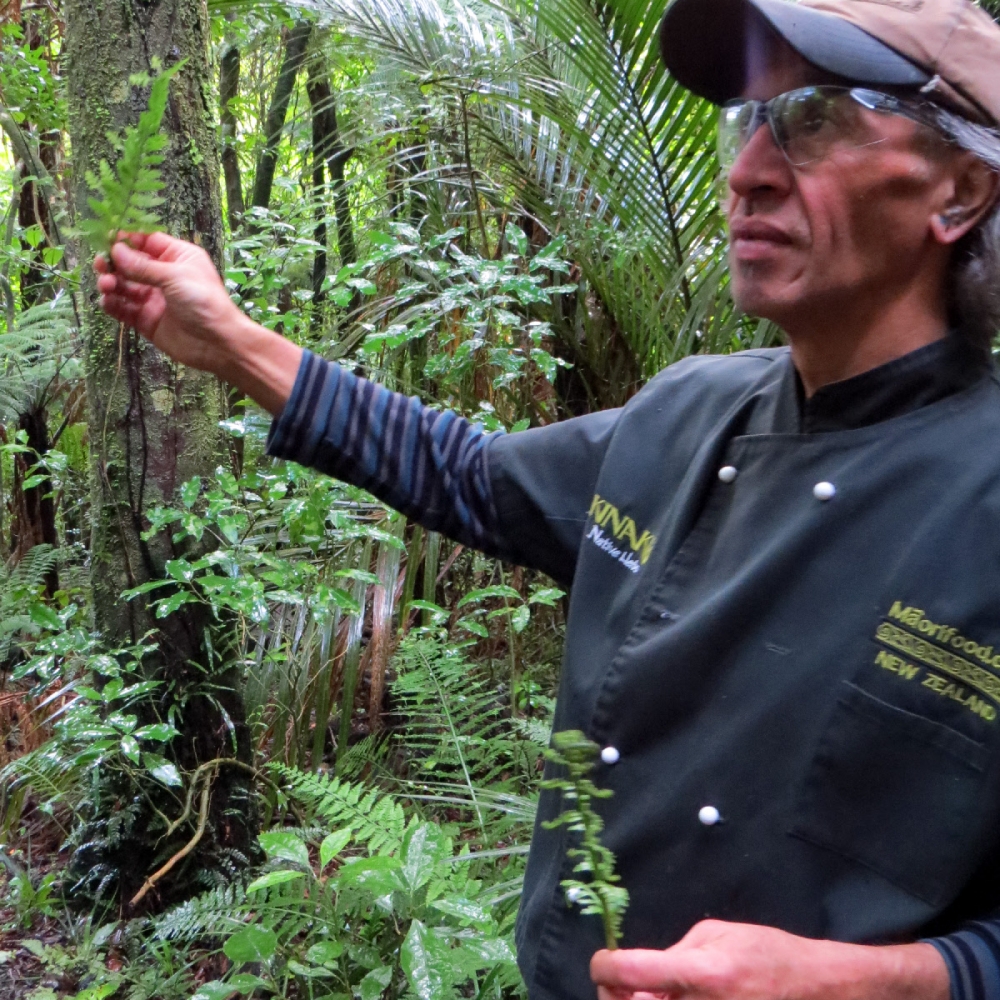 Foraging for native edibles in the Pirongia Forest | Rediscover