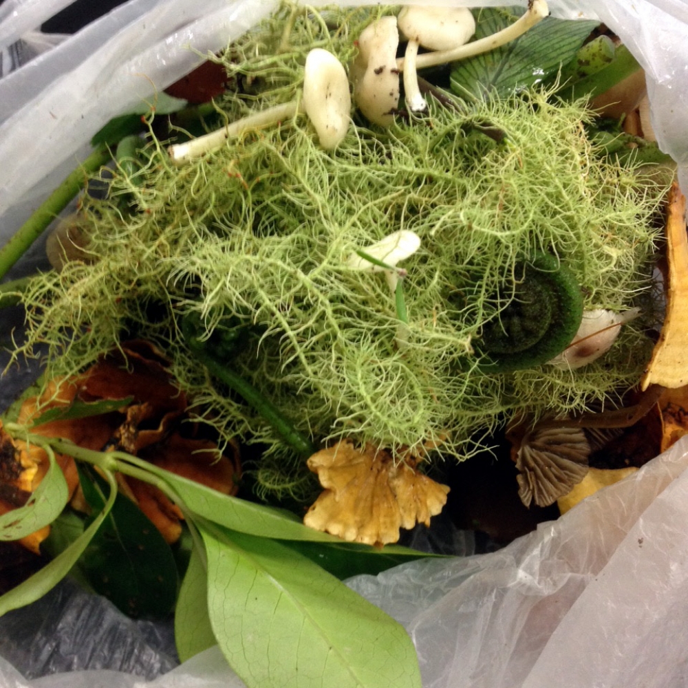 Foraging for native edibles in the Pirongia Forest | Rediscover