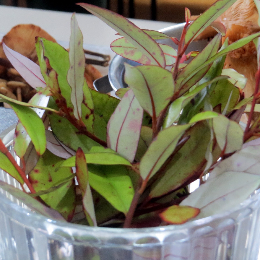 Foraging for native edibles in the Pirongia Forest | Rediscover