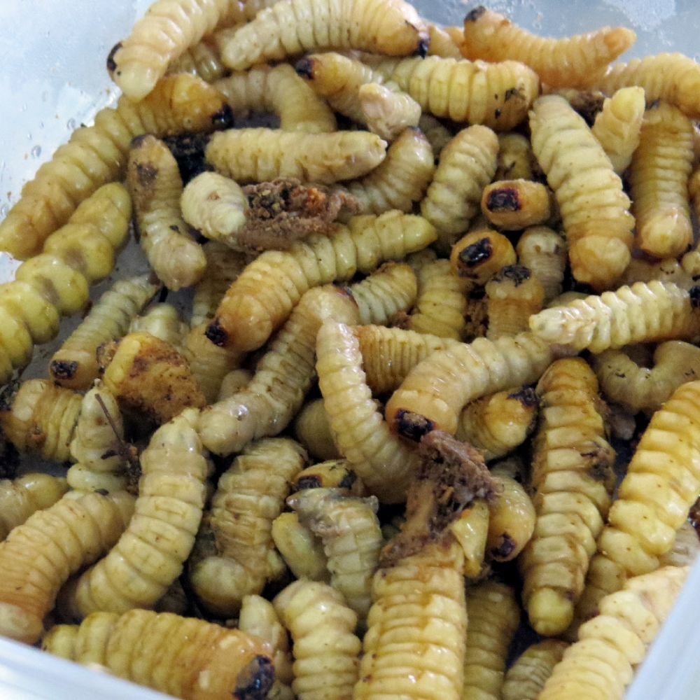 Foraging for native edibles in the Pirongia Forest | Rediscover