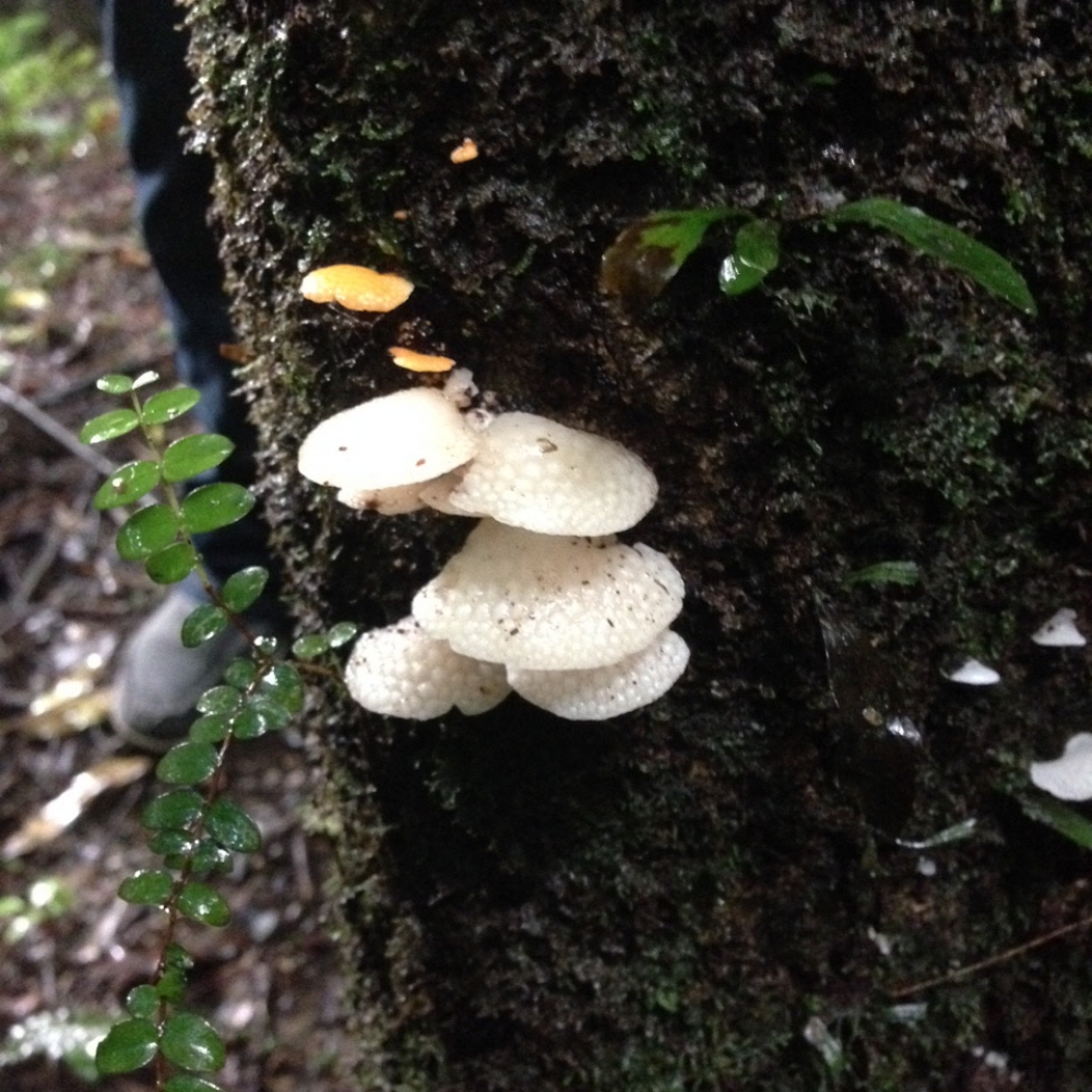 Foraging for native edibles in the Pirongia Forest | Rediscover