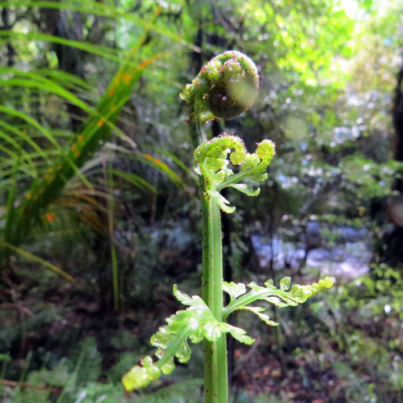 Foraging for native edibles in the Pirongia Forest | Rediscover