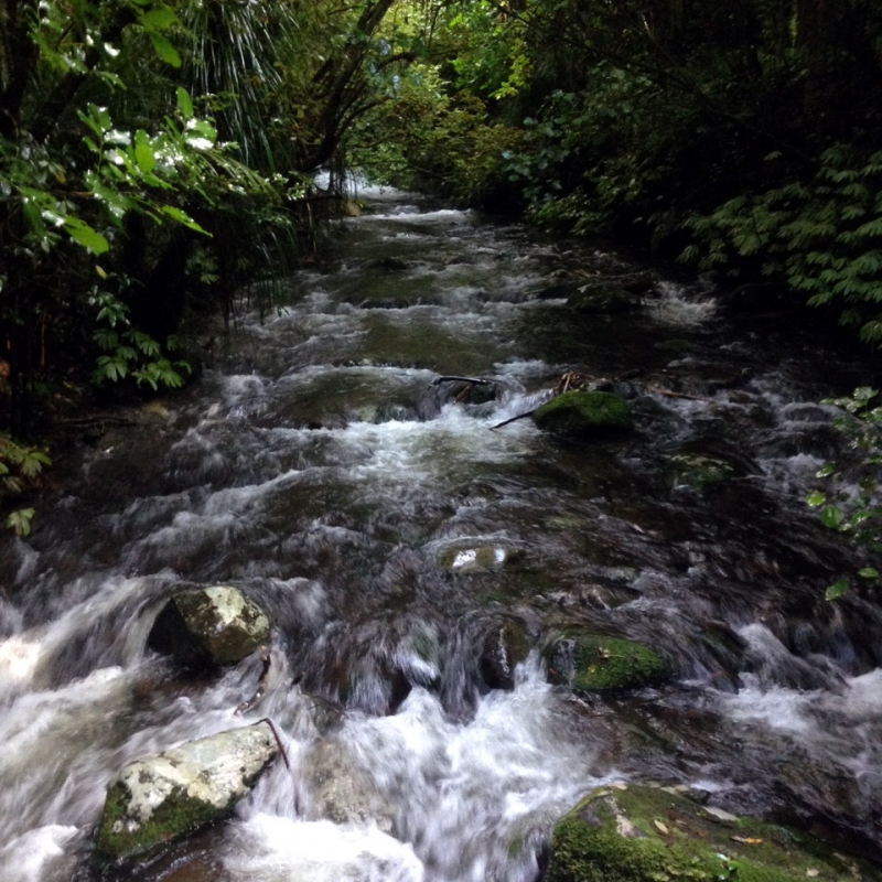 Foraging for native edibles in the Pirongia Forest | Rediscover