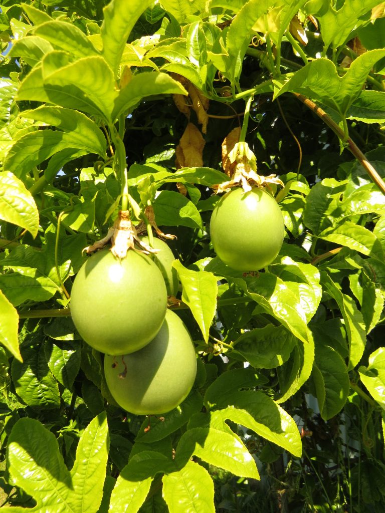 Summer love: passionfruit and how to grow them - Rediscover Modern ...