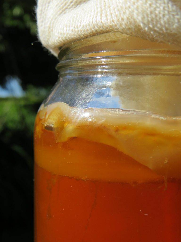 How to make Kombucha - Rediscover Modern Homesteading