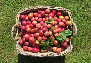 Spiced Plum Sauce - Rediscover Modern Homesteading