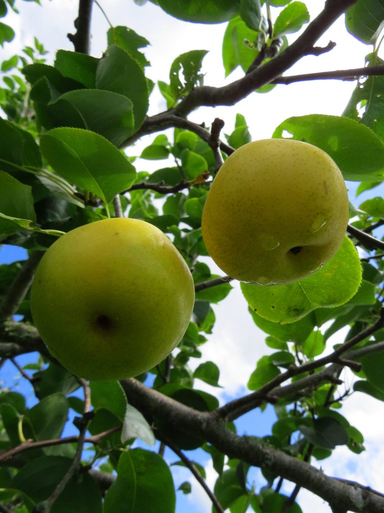 Spiced Nashi Pear Tart - Rediscover Modern Homesteading