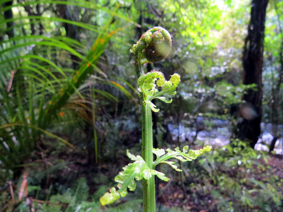 Foraging for edibles in our forests - Rediscover Modern Homesteading