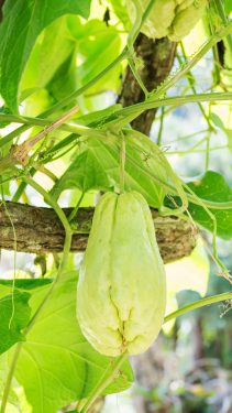 Choko: Growing from Seed - Rediscover Modern Homesteading