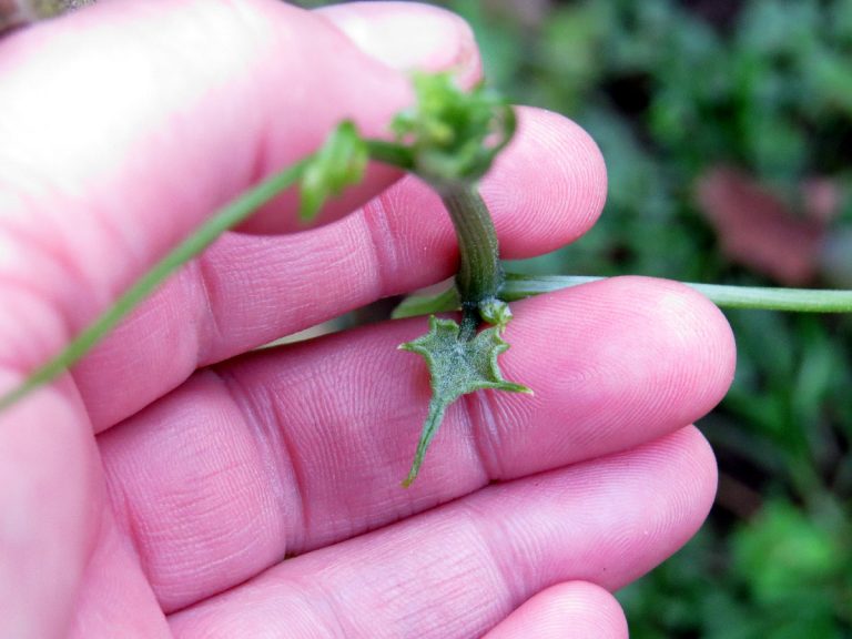 Choko: Growing from Seed - Rediscover Modern Homesteading