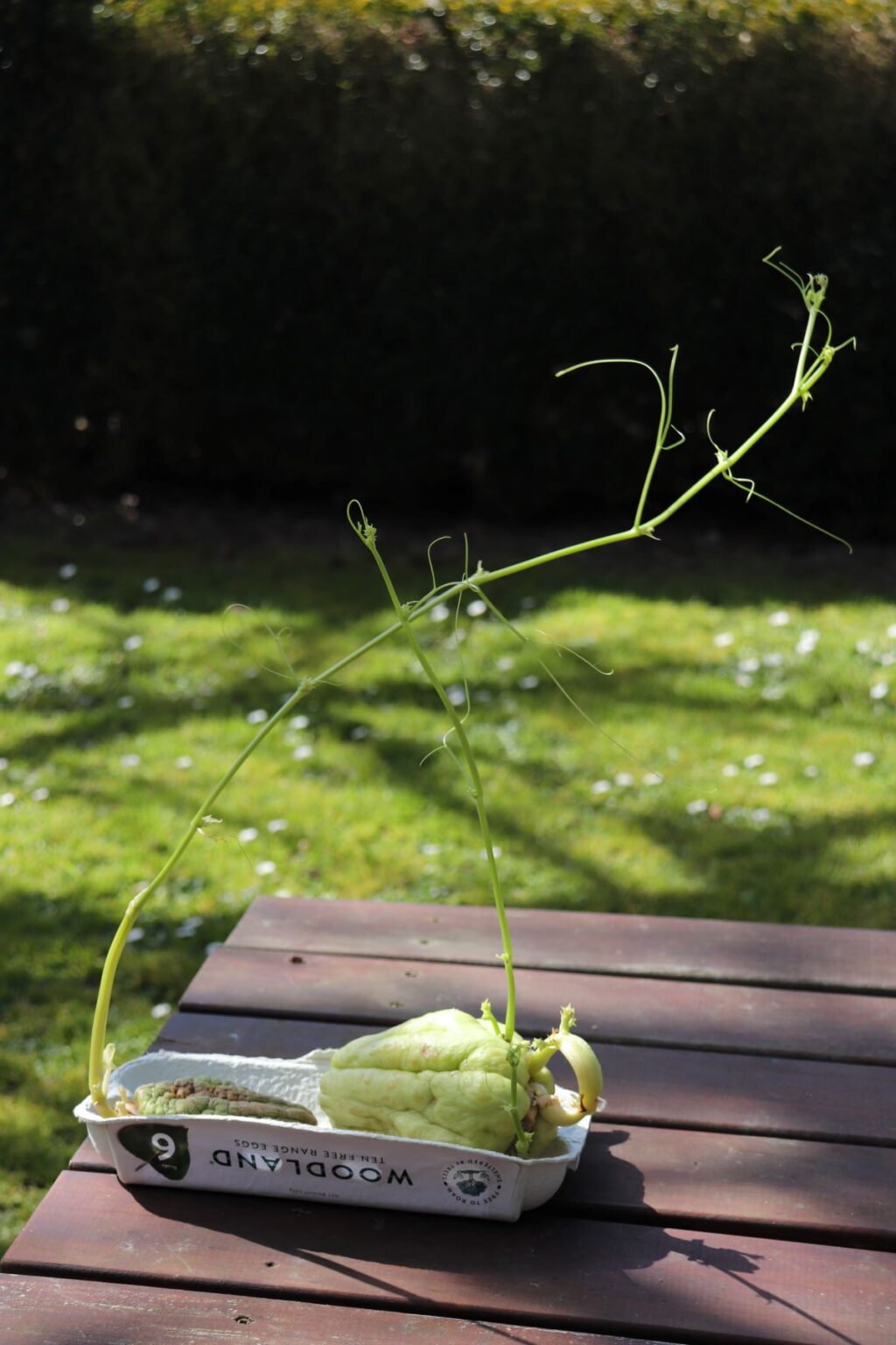 Choko: Growing from Seed - Rediscover Modern Homesteading