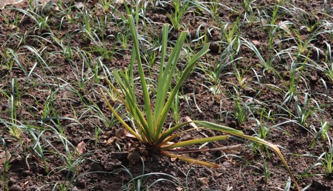 How to split and divide Flax and Grasses - Rediscover Modern Homesteading
