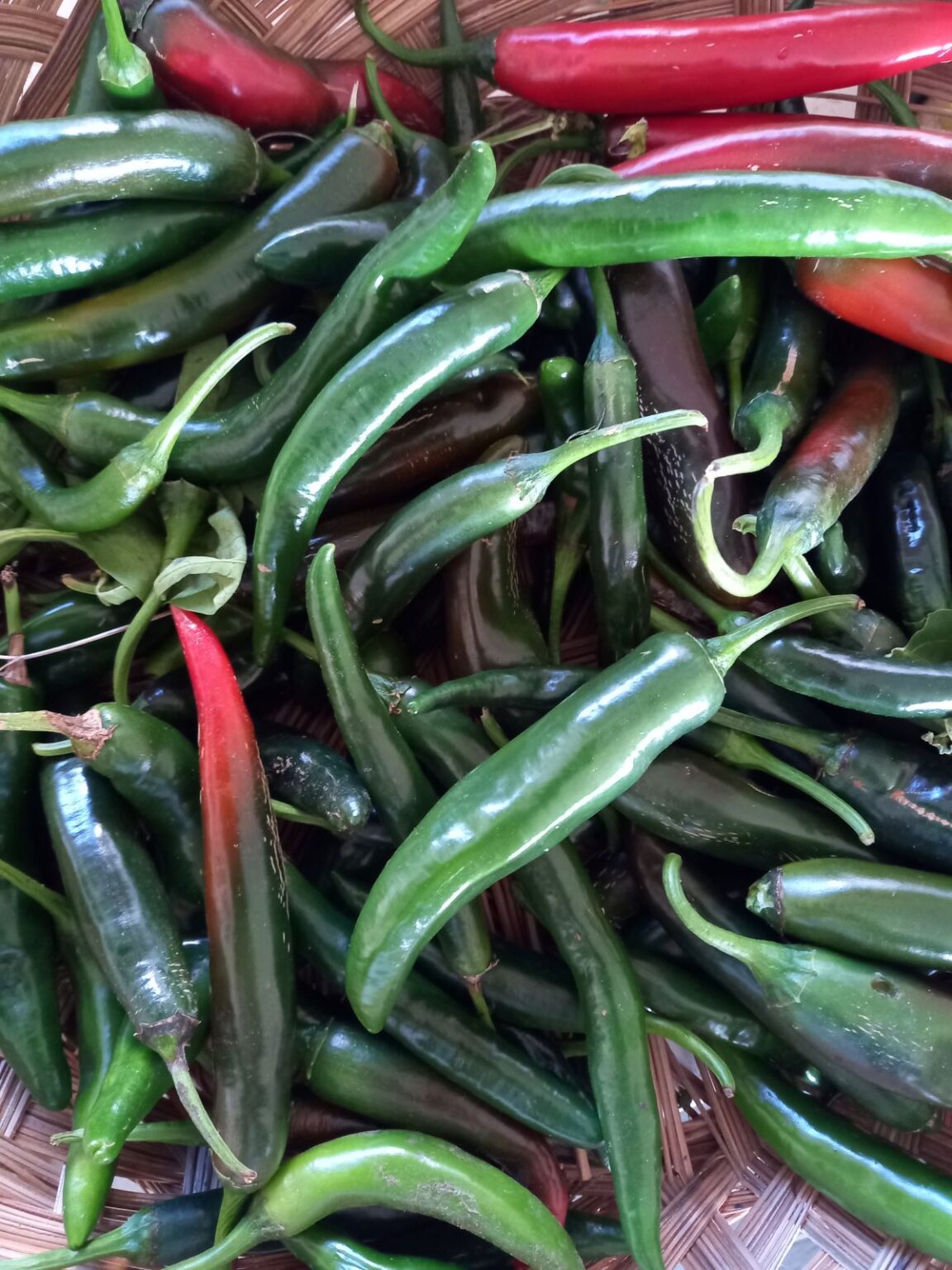 Preserving Chilli in Brine - Rediscover Modern Homesteading