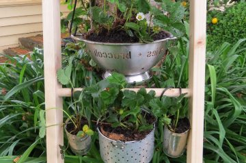 Making a Cloche Growing Tunnel - Rediscover Modern Homesteading